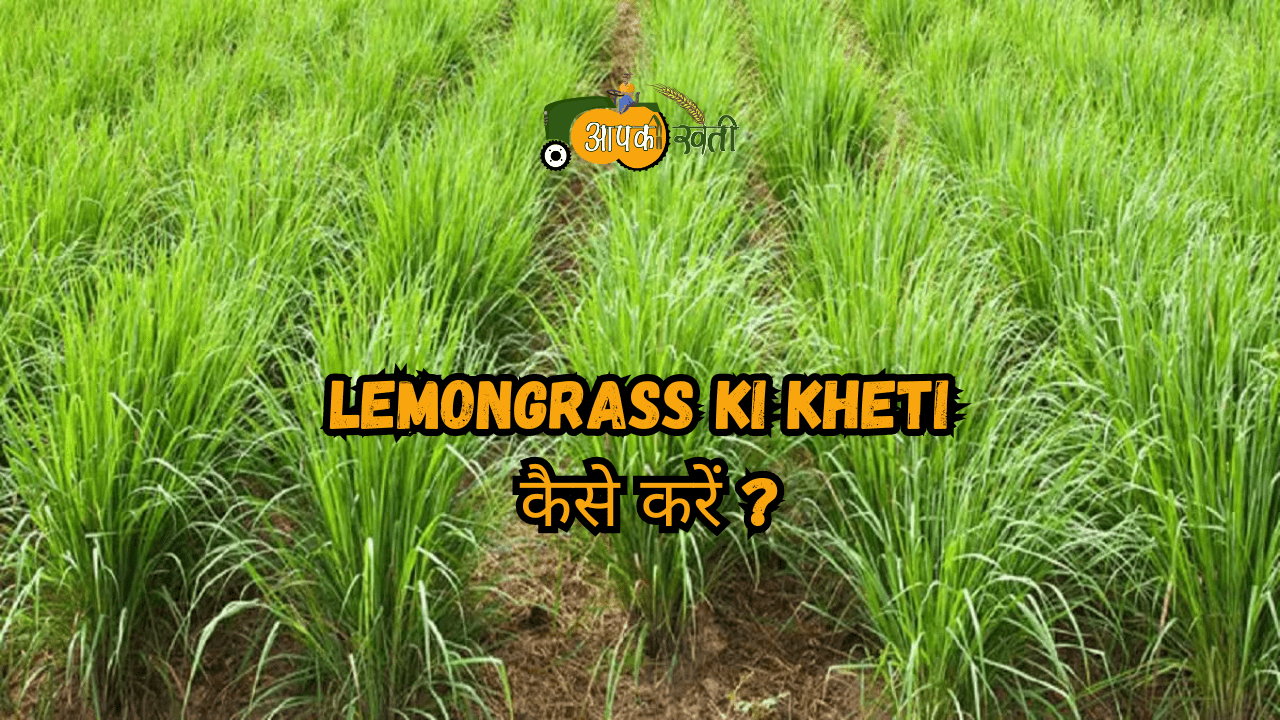 Lemongrass ki kheti कैसे करें ? - aapkikheti