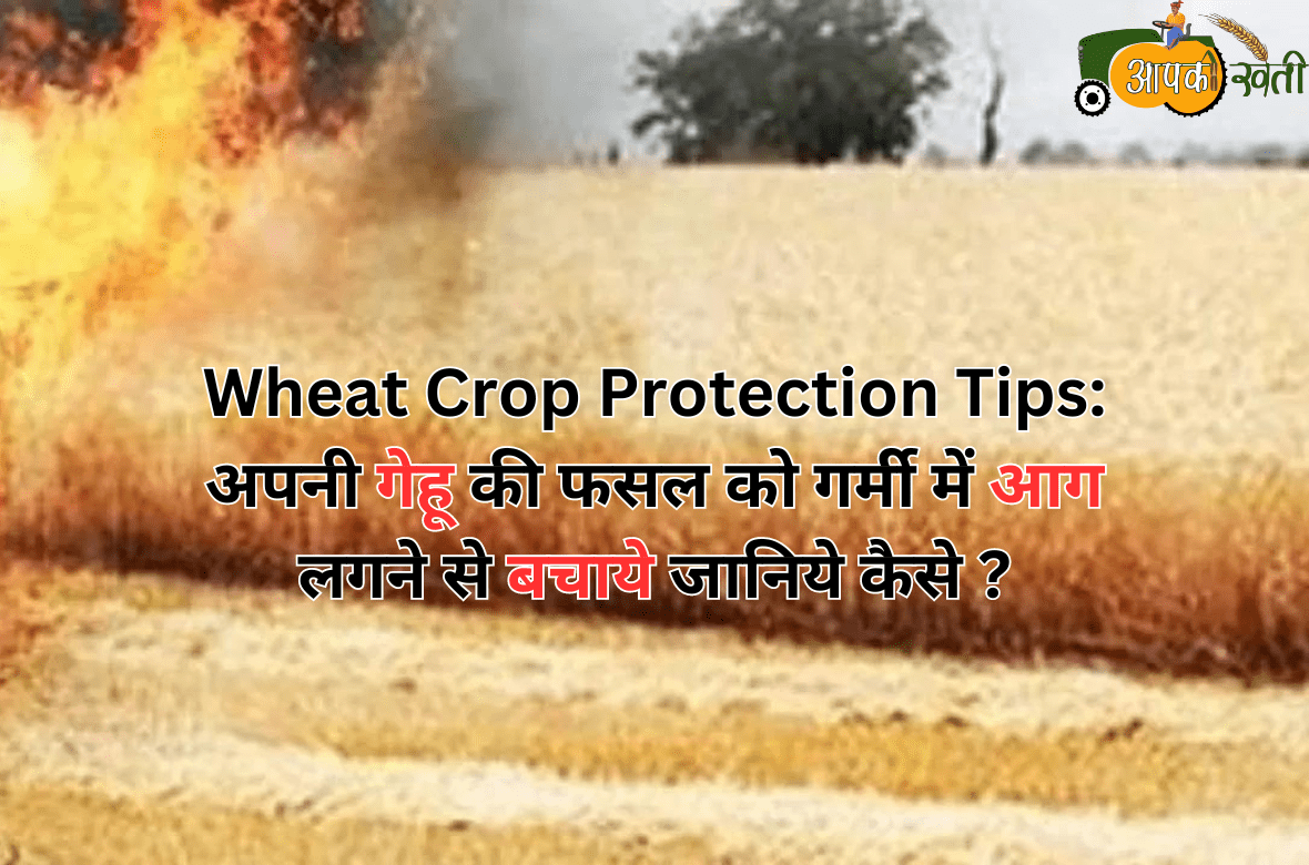 Wheat Crop Protection Tips: अपनी गेहू की फसल को गर्मी में आग लगने से ...