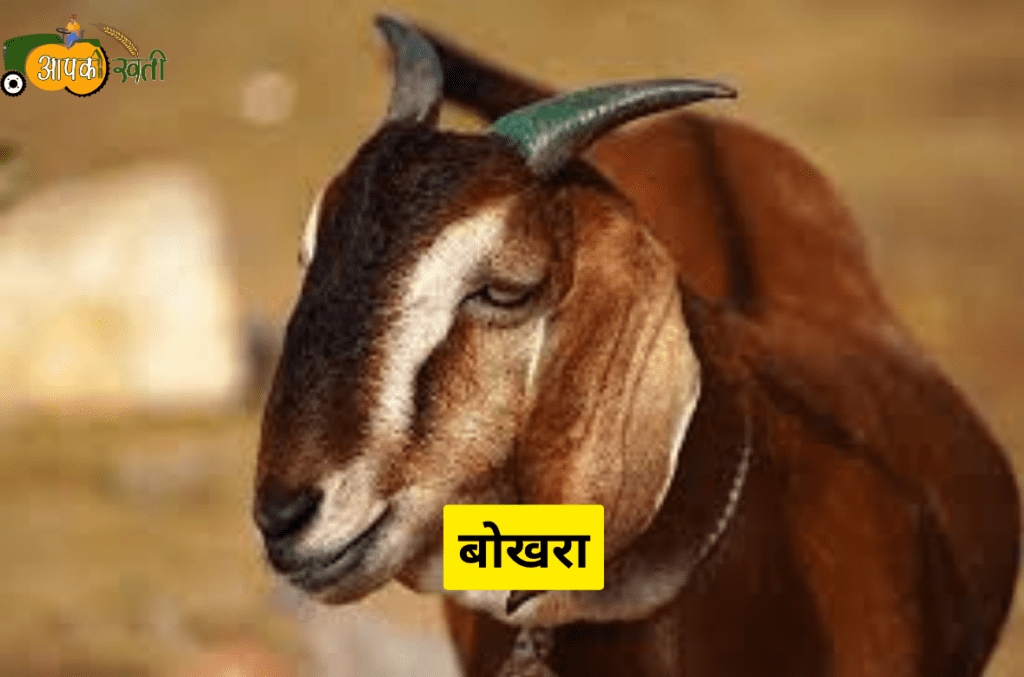 Indian Goat Breeds: भारतीय बकरियों की अनूठी नस्ले - aapkikheti