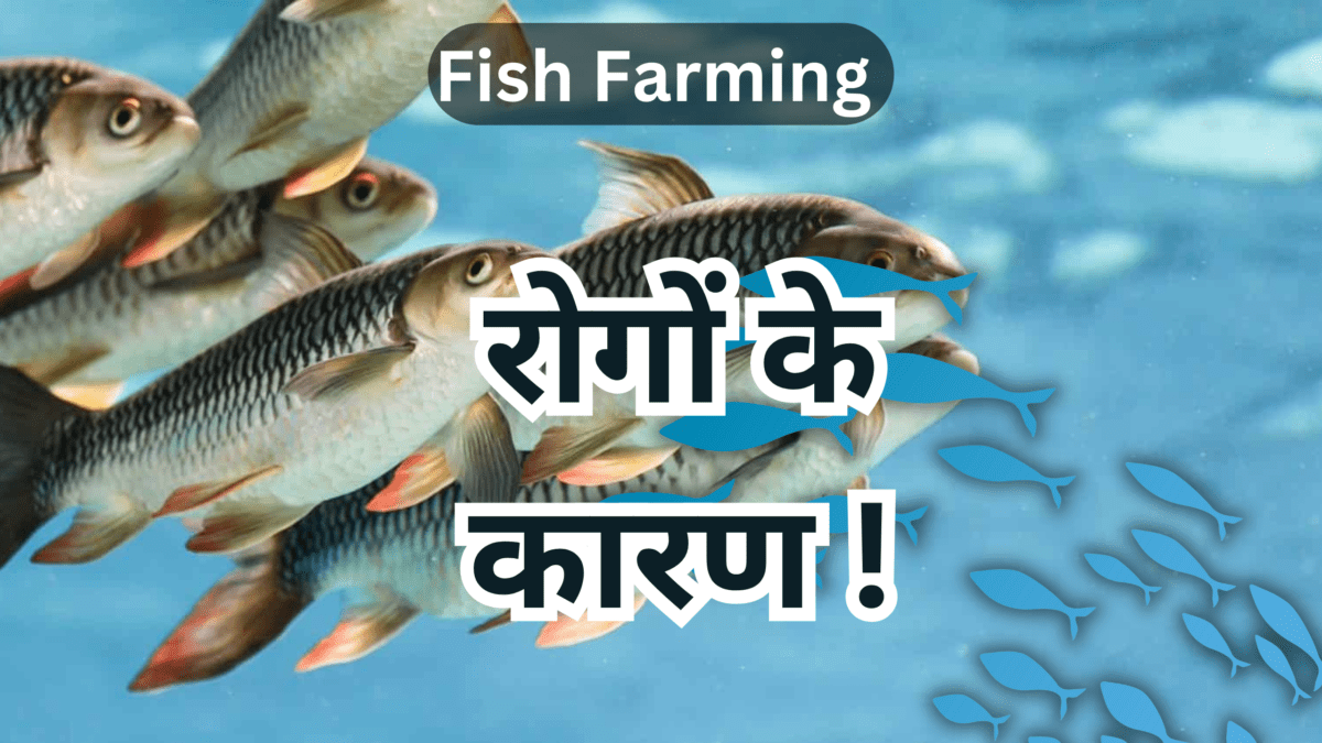 Fish Farming: जानिये मछलियों में होने वाले रोग और उनके रोकथाम - aapkikheti
